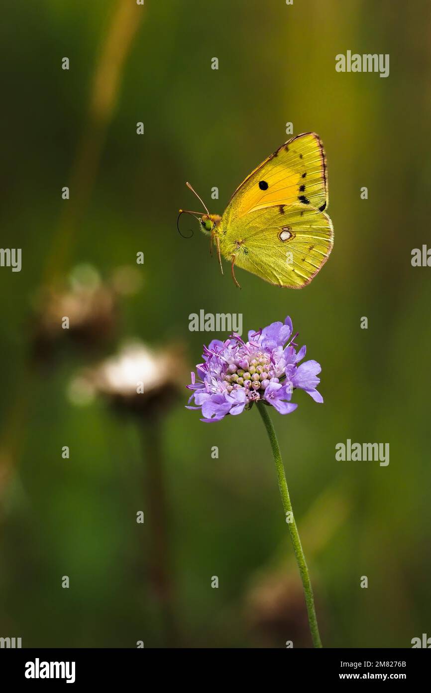 Dark and orange color hi-res stock photography and images - Alamy