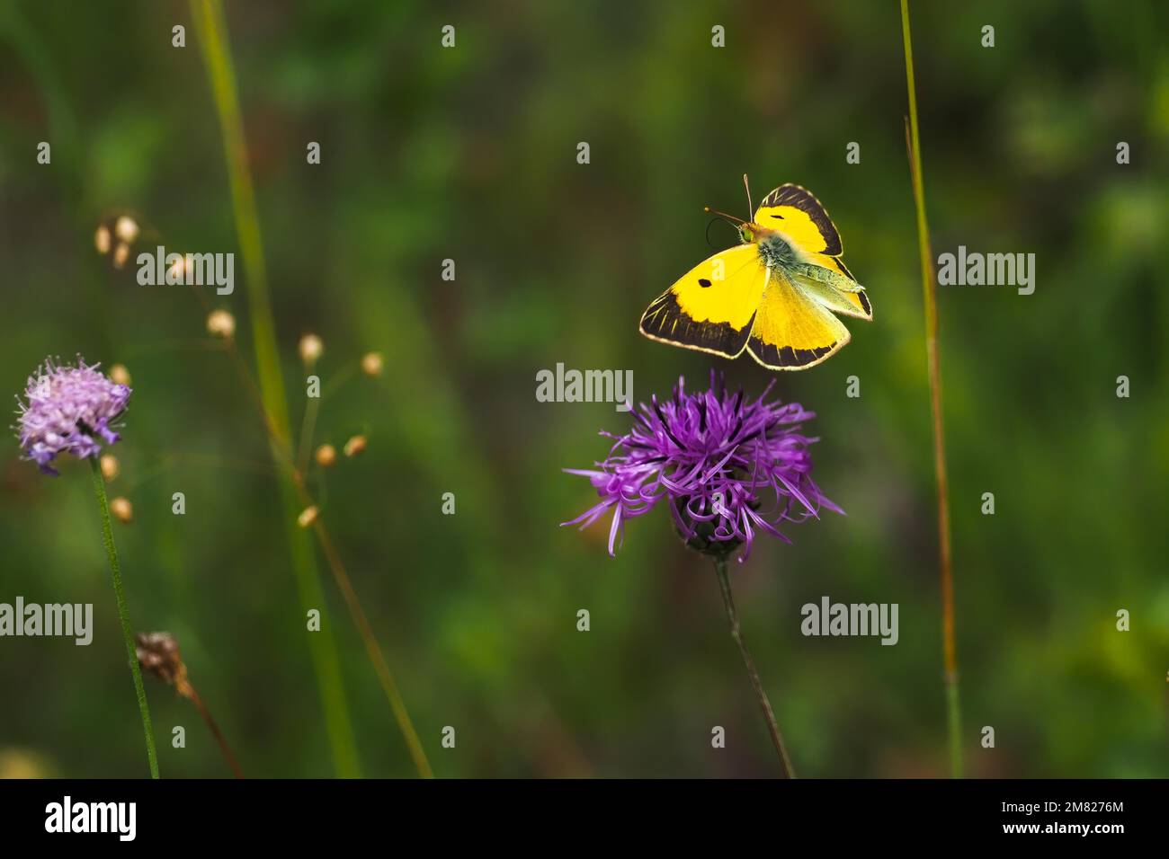 Red and yellow butterfly hi-res stock photography and images - Alamy