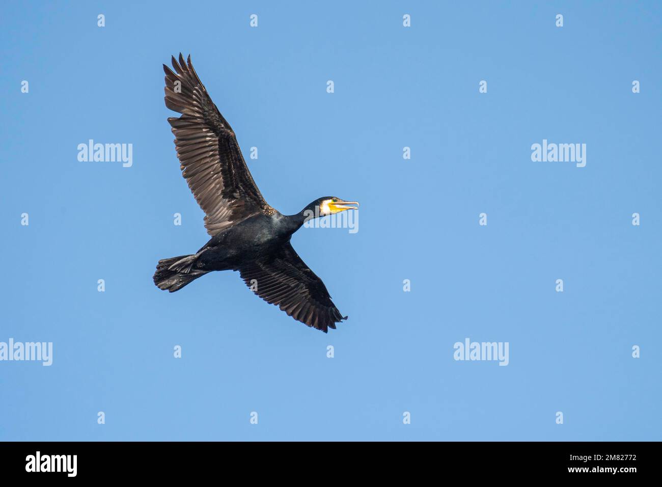Great cormorant (Phalacrocorax carbo), Lembruch, Lower Saxony, Germany ...
