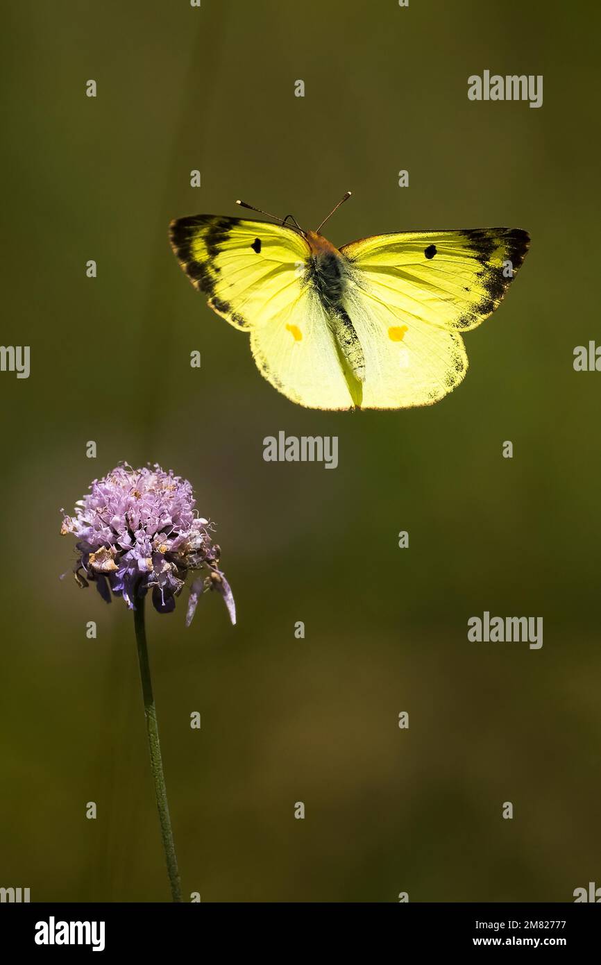 Pale clouded yellow (Colias hyale) approaching widow's-flower, Hesse ...