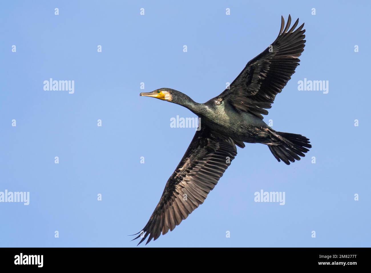 Great cormorant (Phalacrocorax carbo), Lembruch, Lower Saxony, Germany ...