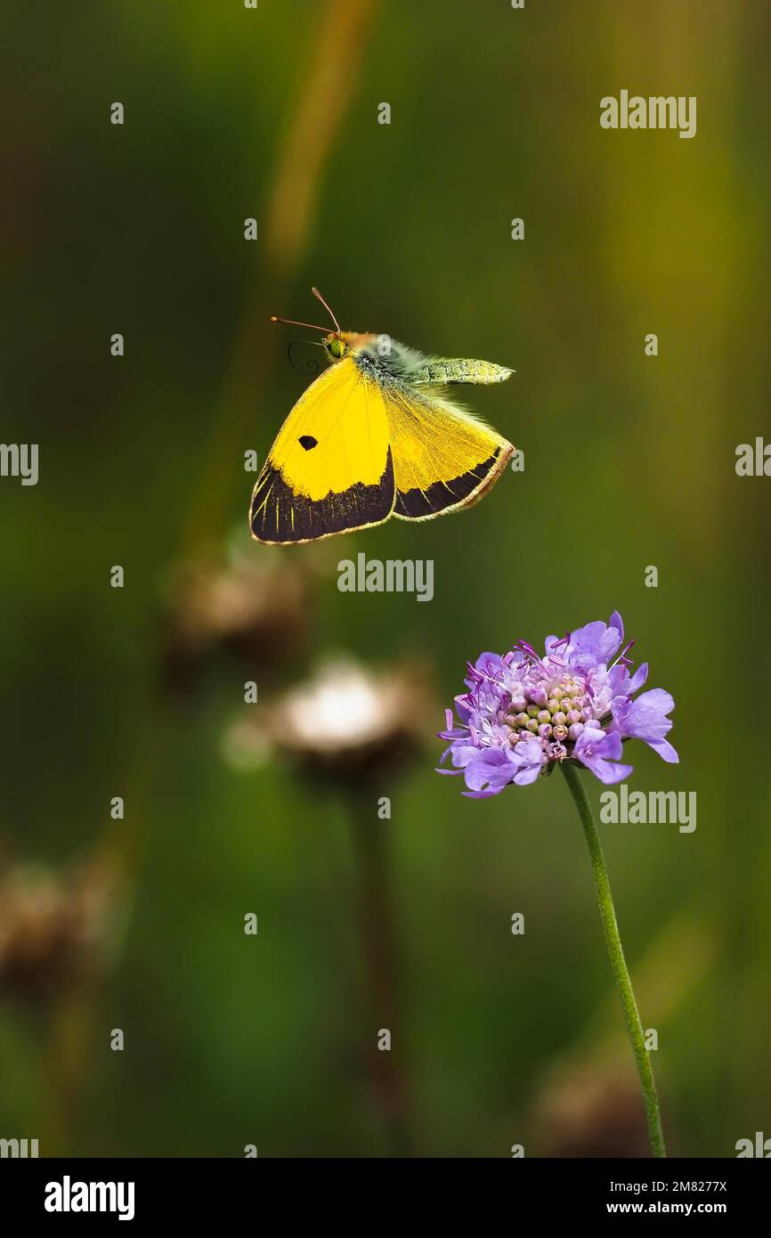 Orange red large color hi-res stock photography and images - Alamy