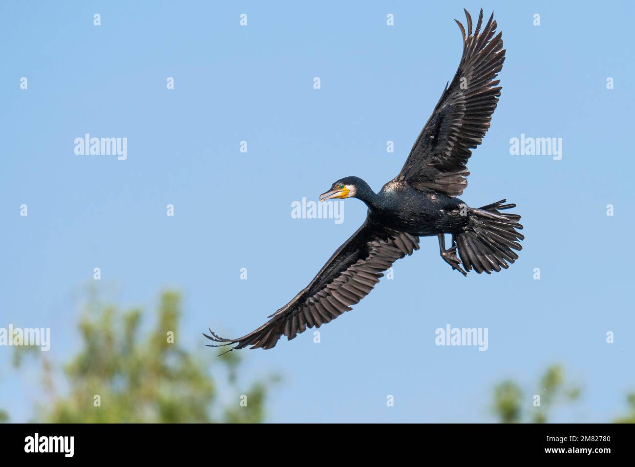 Great cormorant (Phalacrocorax carbo), Lembruch, Lower Saxony, Germany ...