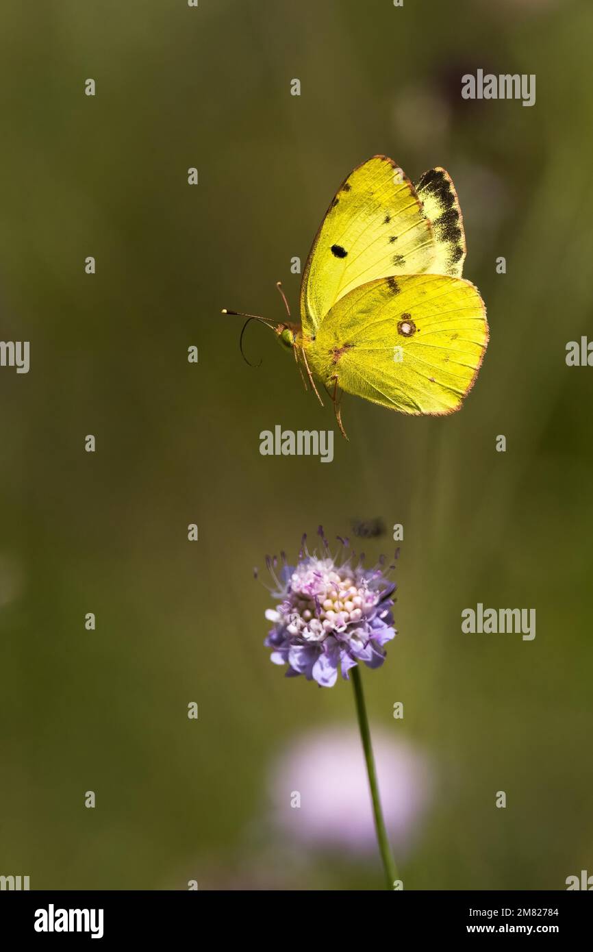 Pale clouded yellow (Colias hyale) approaching widow's-flower, Hesse ...