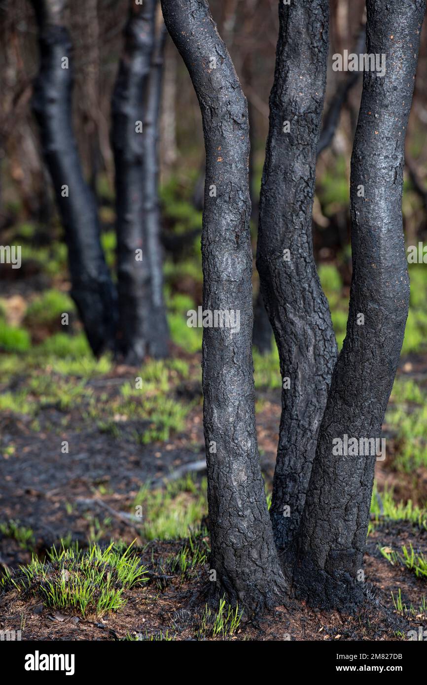 Moor burnt moorland fire hi-res stock photography and images - Alamy