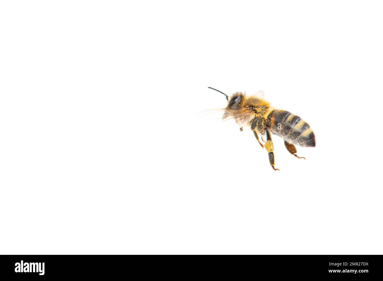 Honey bee (Apis mellifera), insect, cropped background, Vechta, Lower ...