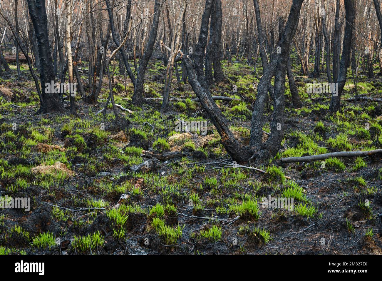 Moor fire, Moor, Fire, Goldenstedt, Lower Saxony, Germany Stock Photo ...