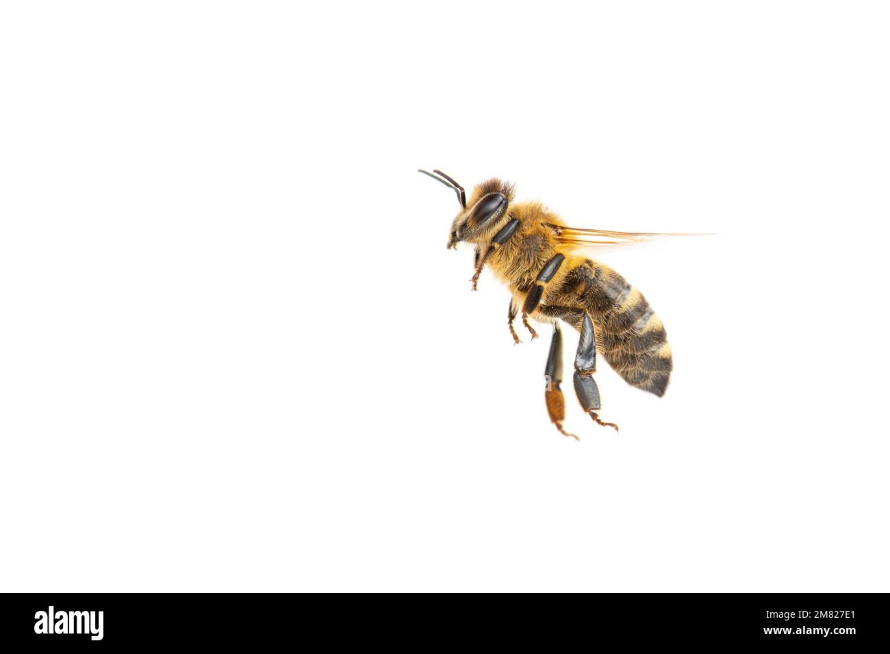 Honey bee (Apis mellifera), insect, cropped background, Vechta, Lower ...