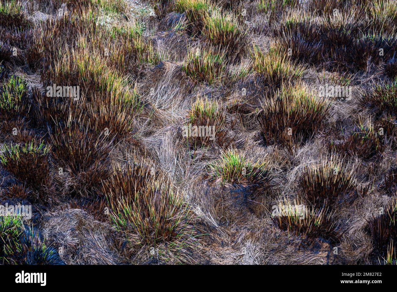 Moor fire, Moor, Fire, Goldenstedt, Lower Saxony, Germany Stock Photo ...