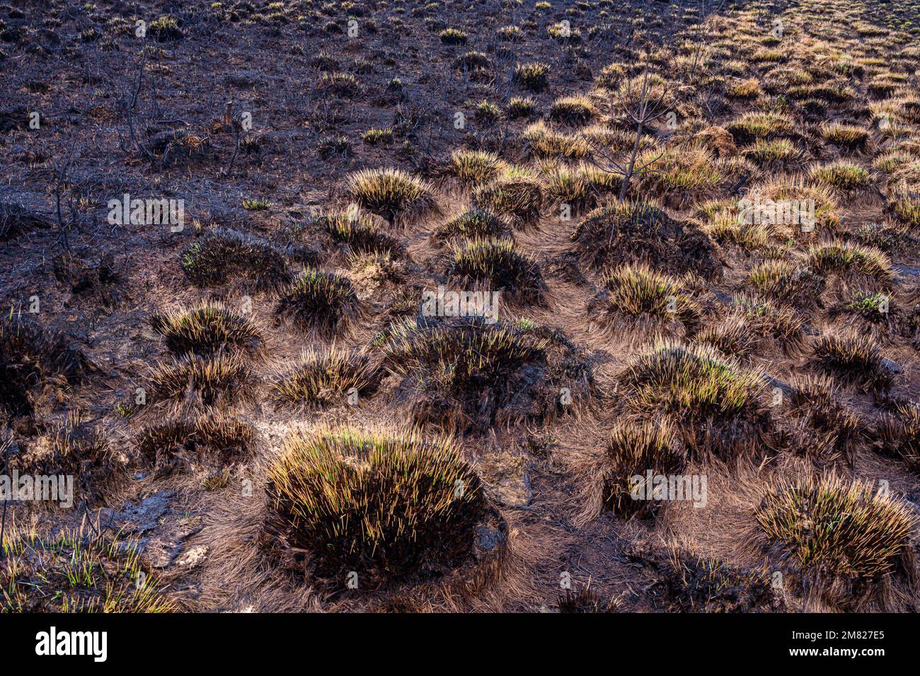 Moor fire, Moor, Fire, Goldenstedt, Lower Saxony, Germany Stock Photo ...