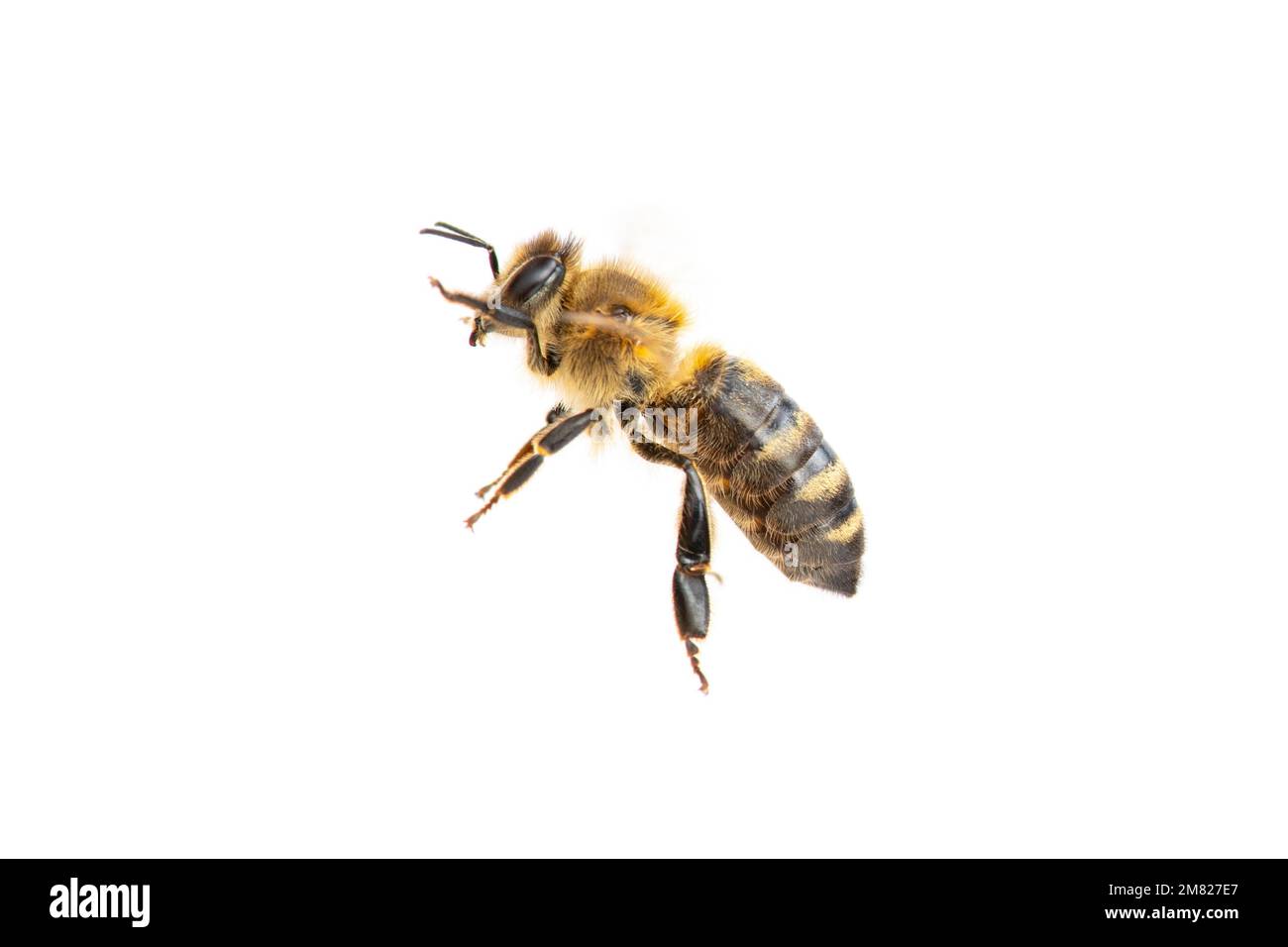 Honey bee (Apis mellifera), insect, cropped background, Vechta, Lower ...