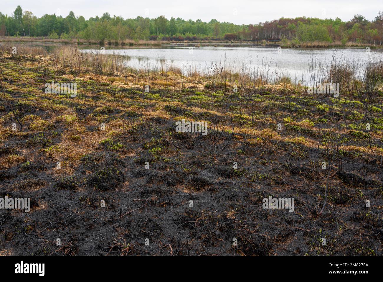Moor fire, Moor, Fire, Goldenstedt, Lower Saxony, Germany Stock Photo ...
