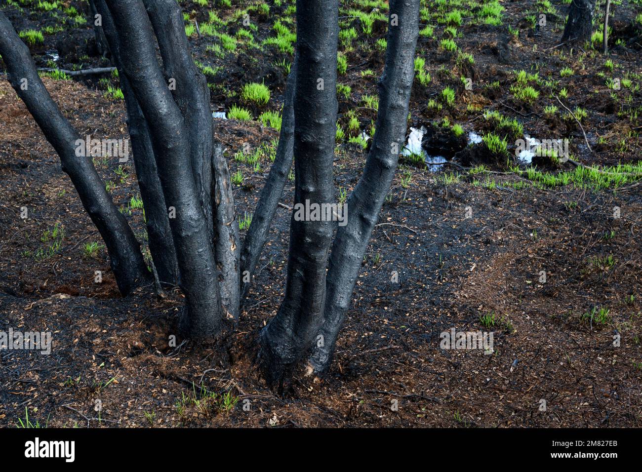 Moor fire, Moor, Fire, Goldenstedt, Lower Saxony, Germany Stock Photo ...
