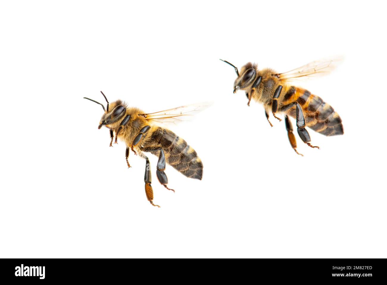 Honey bee (Apis mellifera), insect, cropped background, Vechta, Lower ...