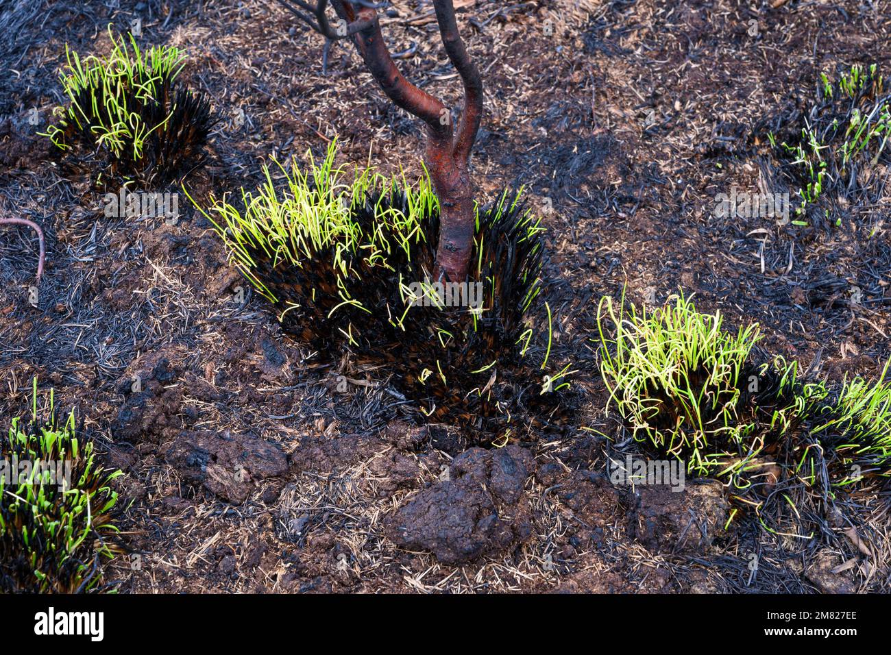 Moor fire, Moor, Fire, Goldenstedt, Lower Saxony, Germany Stock Photo ...