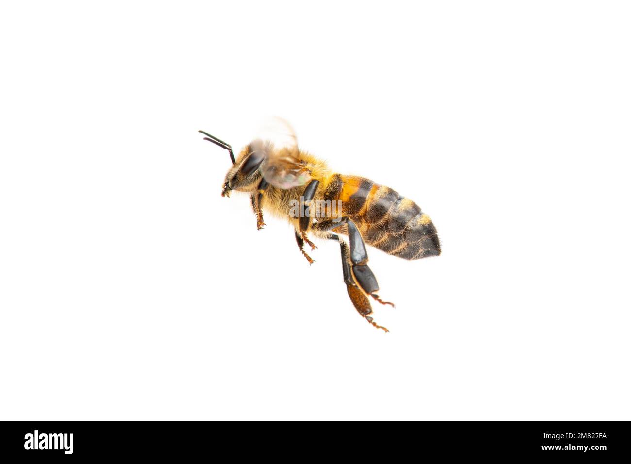 Honey bee (Apis mellifera), insect, cropped background, Vechta, Lower ...