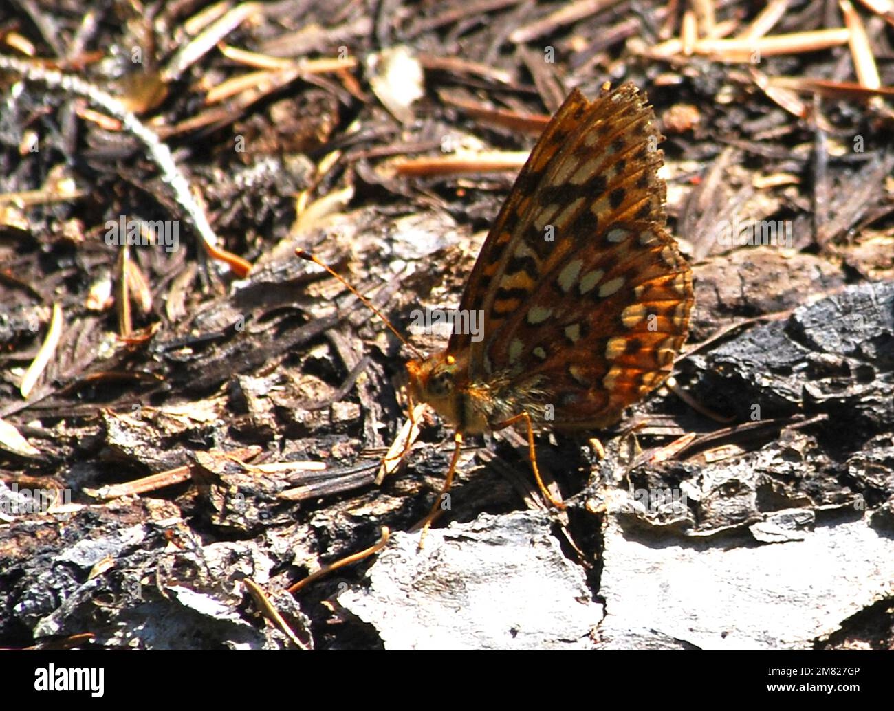 A hydaspe fritillary butterfly at rest in the Cascade Mountains Stock ...