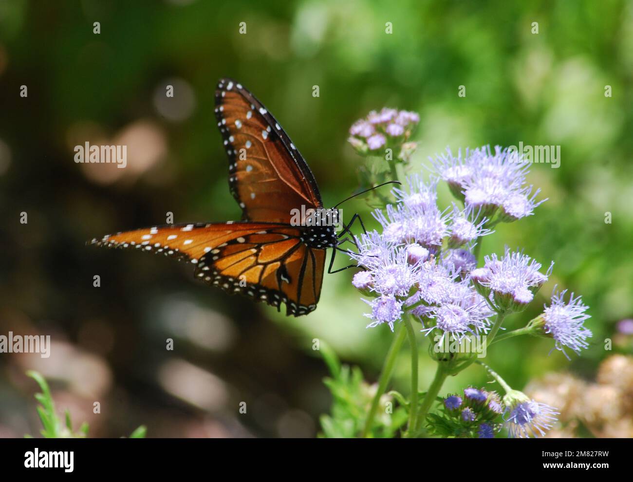Texas pollinator hi-res stock photography and images - Alamy