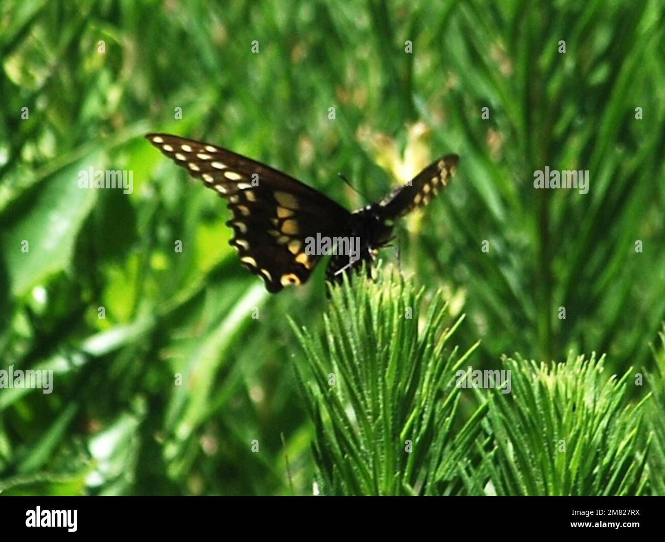 Black Swallowtail Butterfly in a Texas garden Stock Photo - Alamy