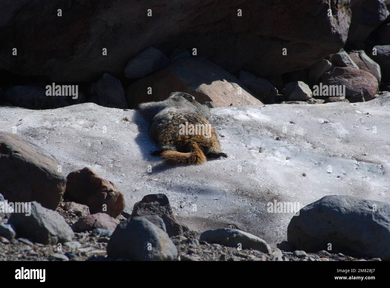 Pig cooling off hi-res stock photography and images - Alamy
