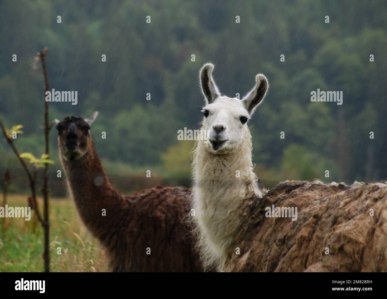 Llama Farm in Washington State Stock Photo - Alamy