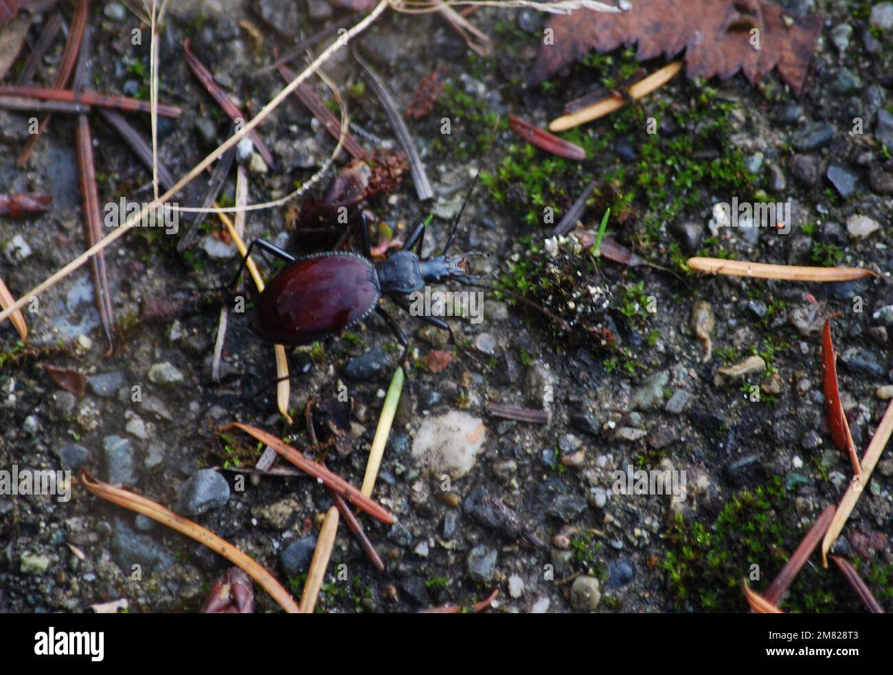 Eating beetle hi-res stock photography and images - Alamy