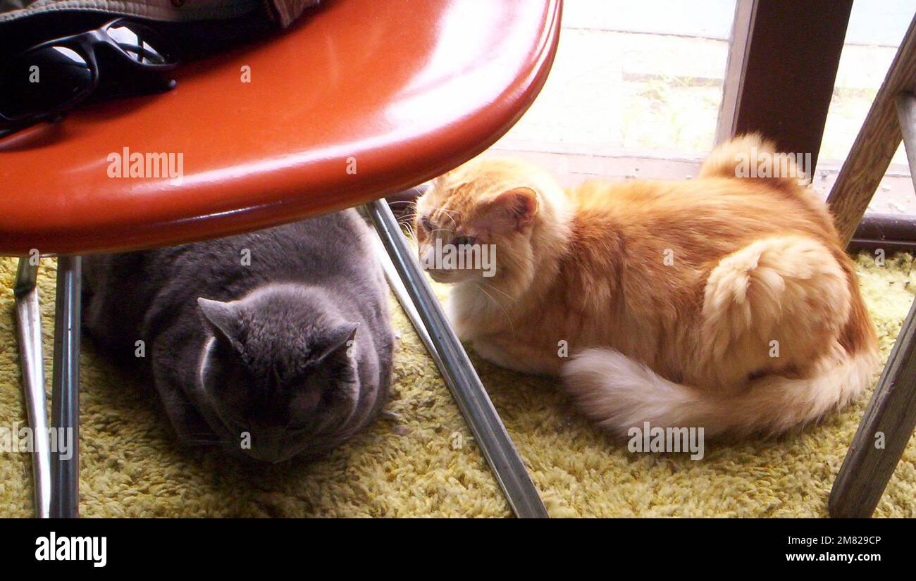 Two House Cats at Rest Stock Photo - Alamy