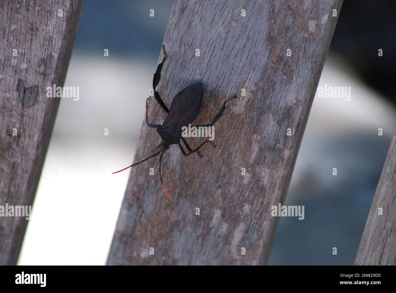 Leaf footed beetle hi-res stock photography and images - Alamy