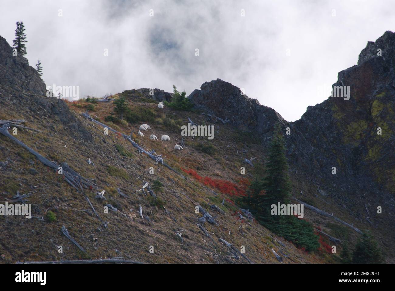 Family of Mountain Goats on a Cascade Peak Stock Photo - Alamy