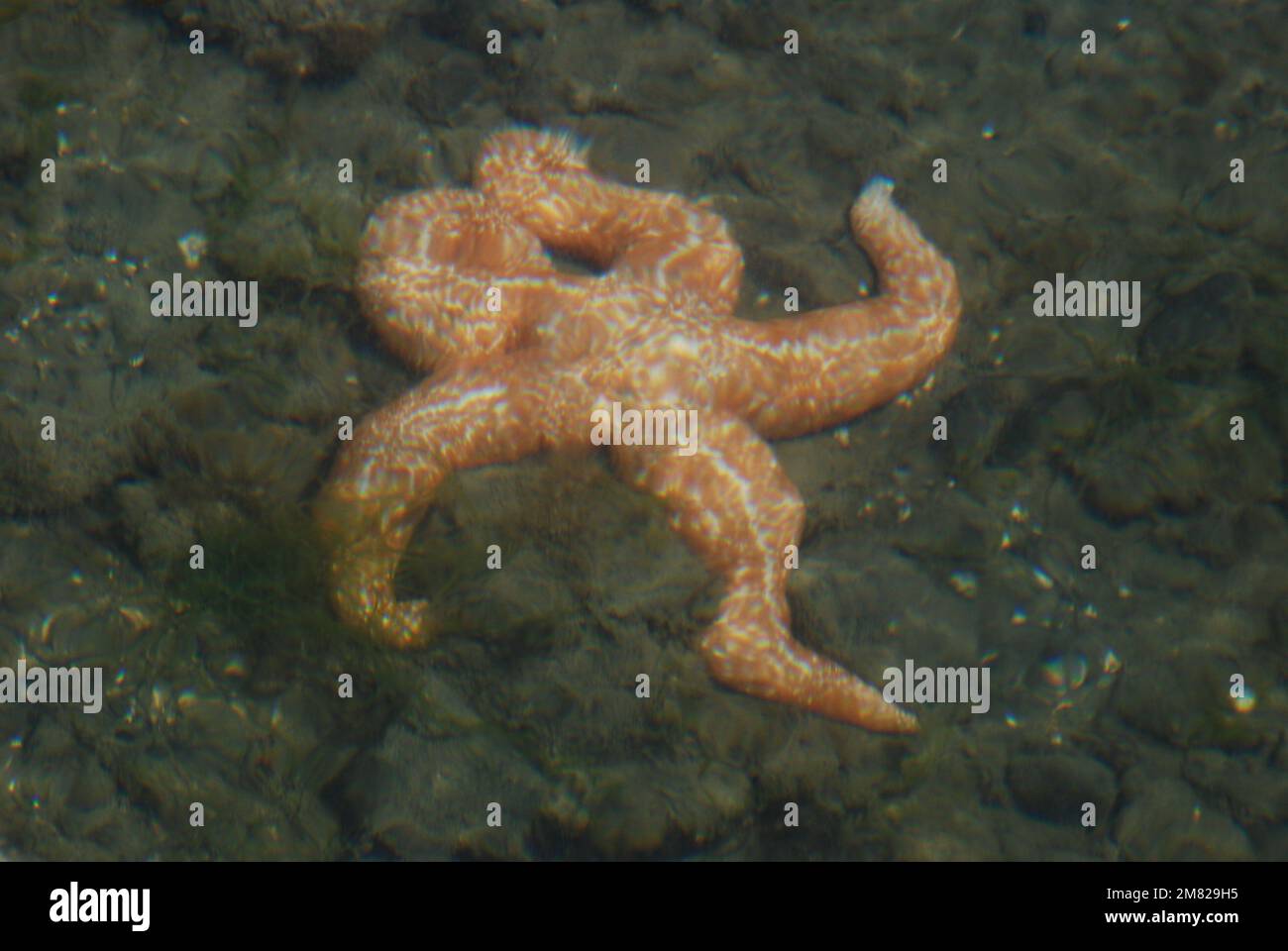 Starfish in puget sound hi-res stock photography and images - Alamy