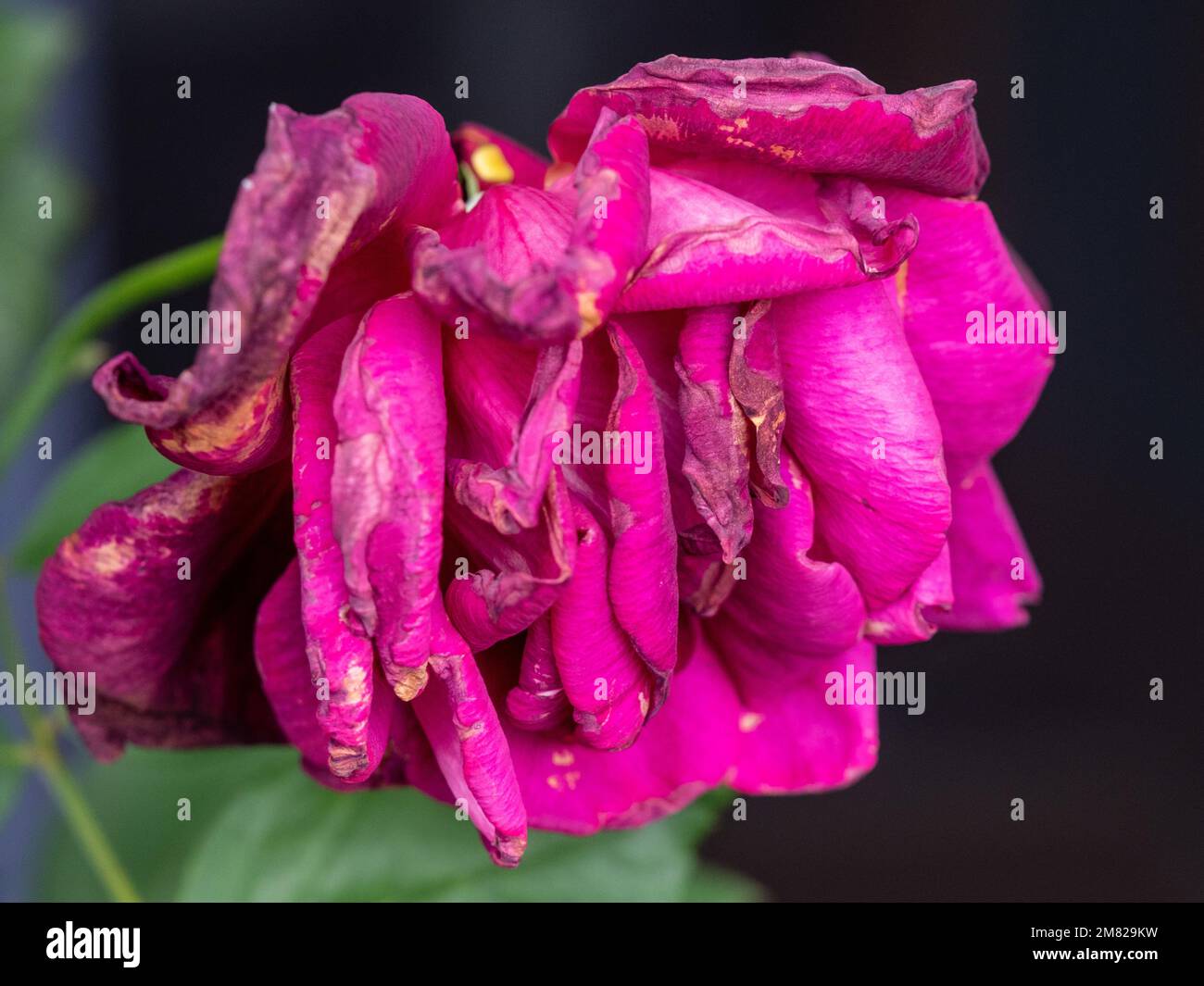 Red Rose Flower, petals curling and shrivelling, black background Stock ...