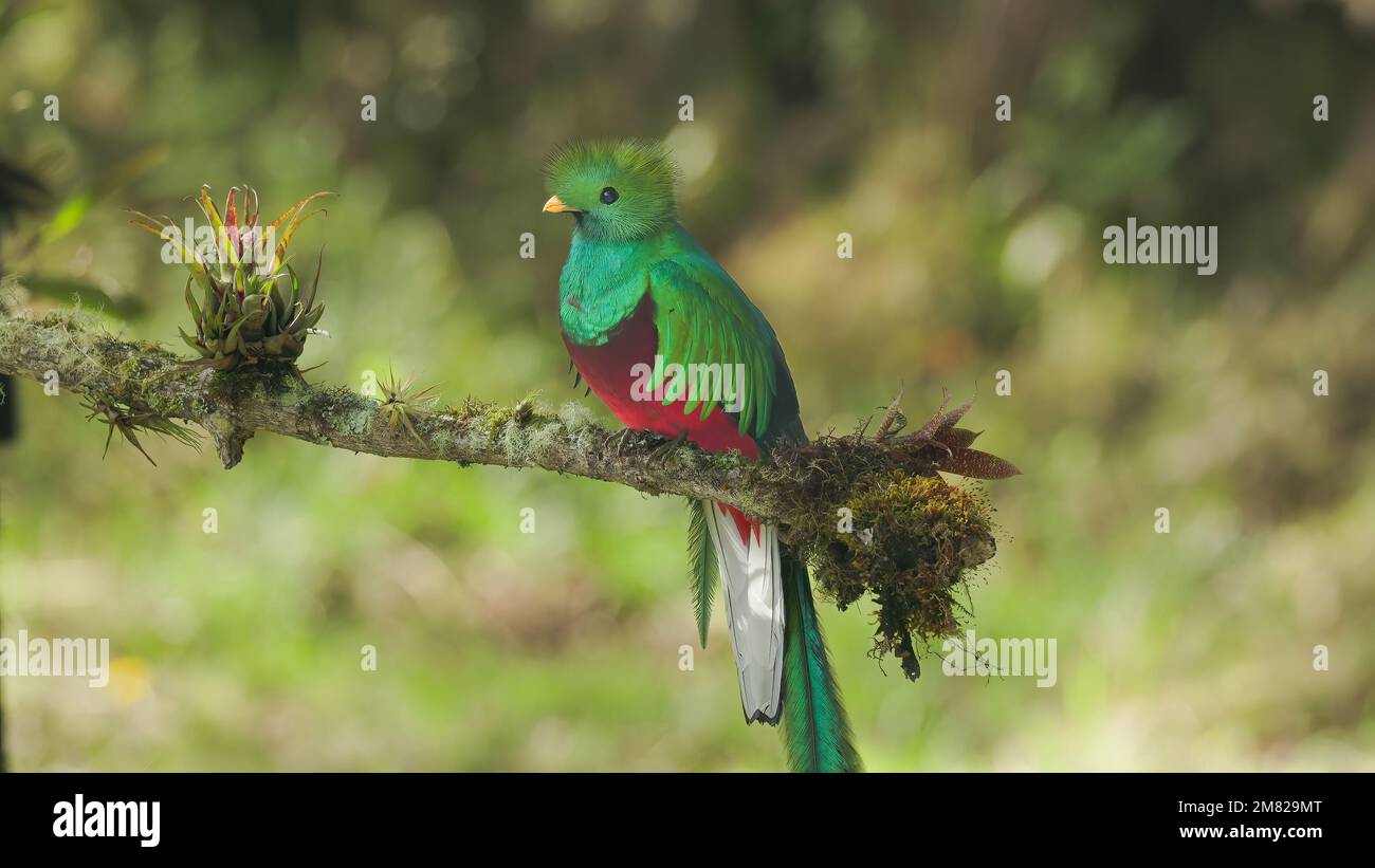 Resplendent quetzal close hi-res stock photography and images - Alamy
