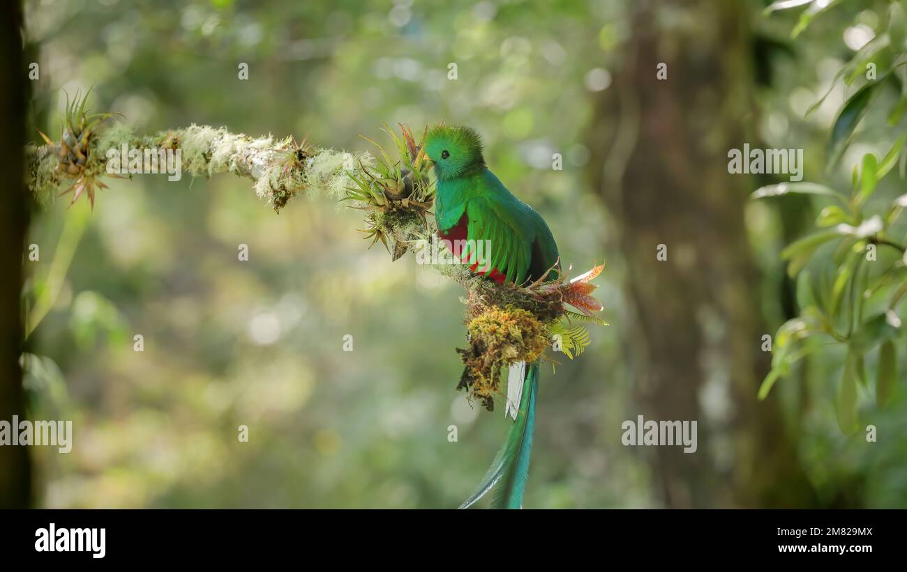 side view of a male resplendent quetzal perching on a branch at costa ...
