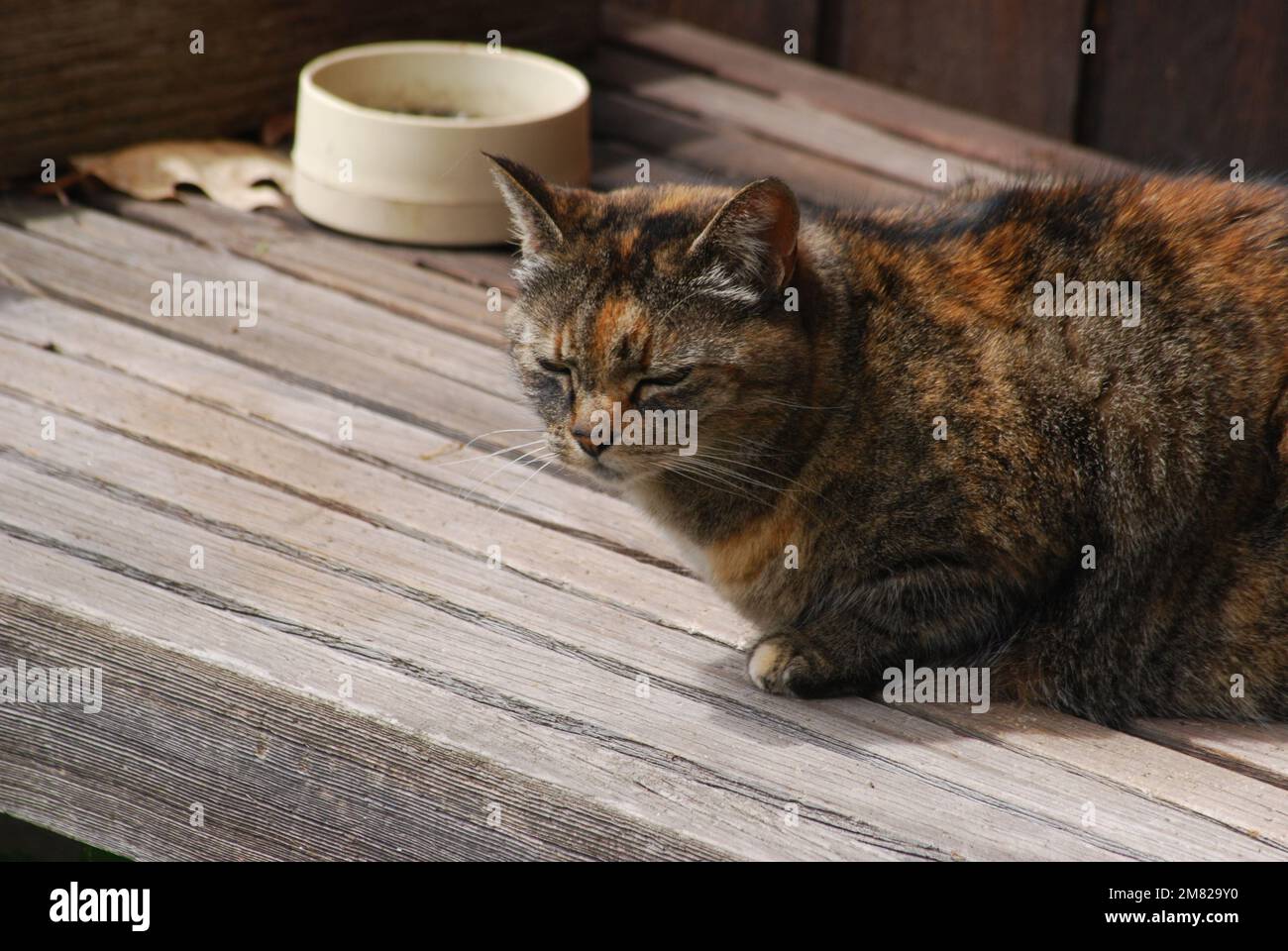 Tortoise kitty hi-res stock photography and images - Alamy