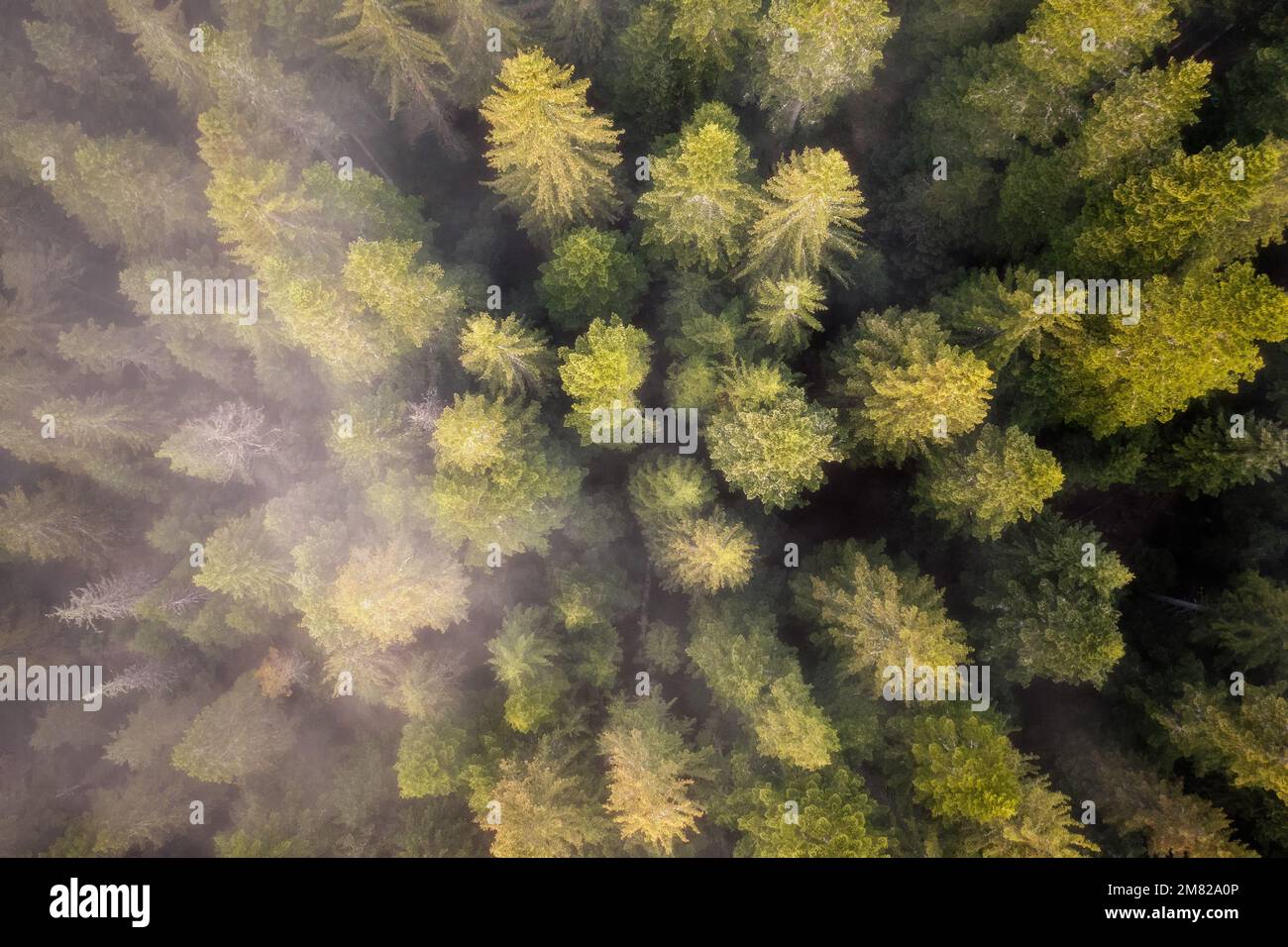 Forest from above with fog rolling in in Montenegro, taken in June 2022 ...