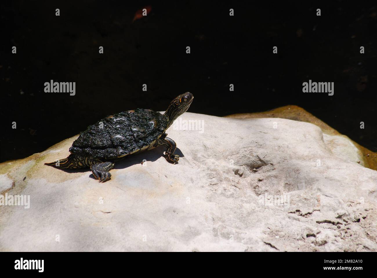 Texas Map Turtle Sunning by a River Stock Photo - Alamy