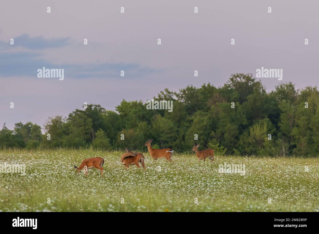 White-tailed deer in a summer field Stock Photo - Alamy