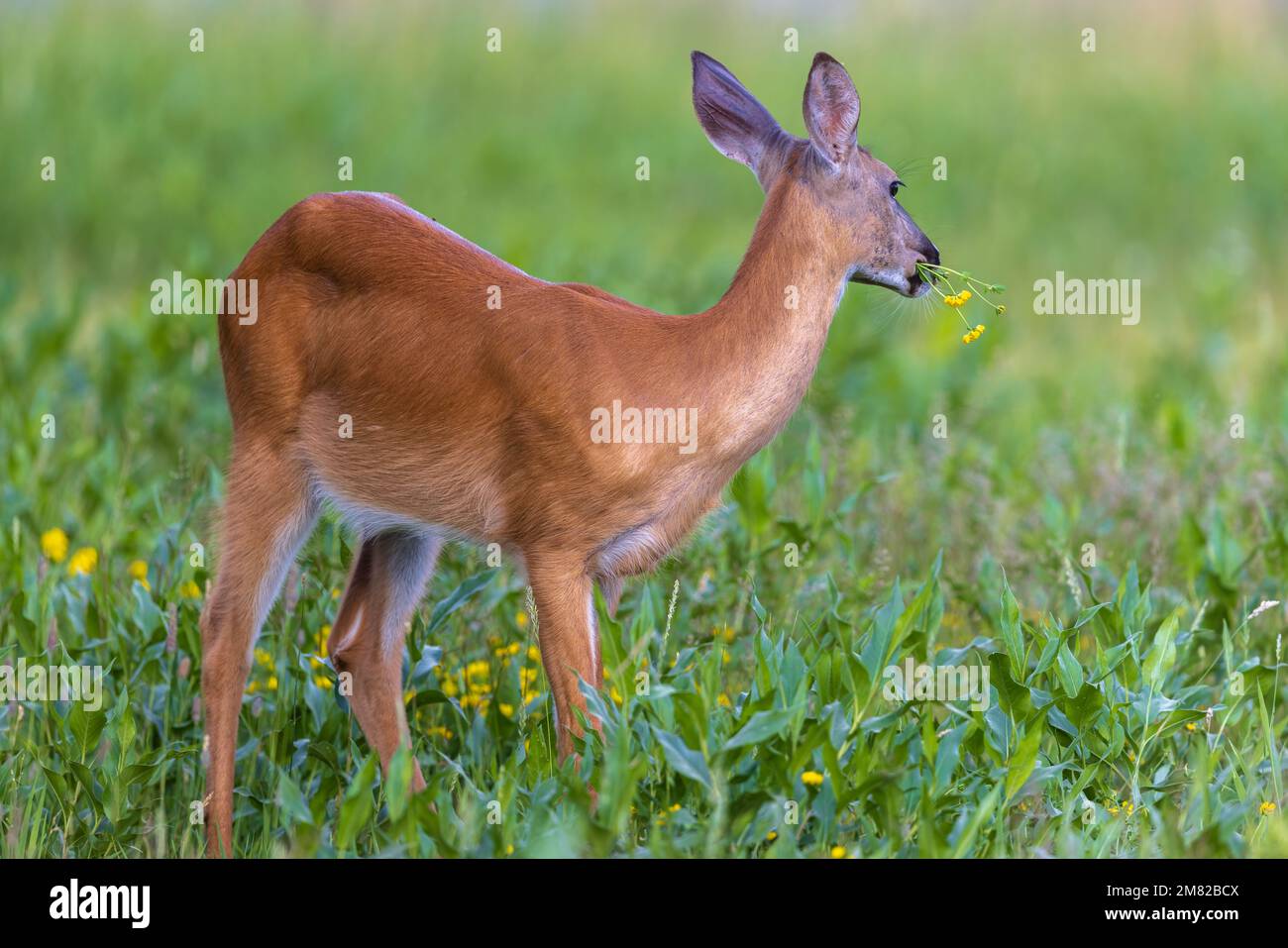 White-tailed doe eating birdsfoot trefoil in a northern Wisconsin ...