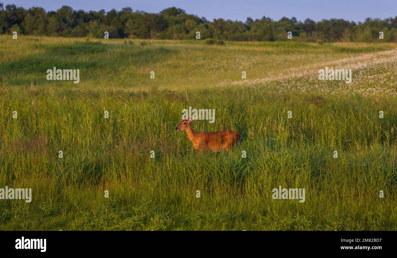 White-tailed buck feeding in a summer field Stock Photo - Alamy