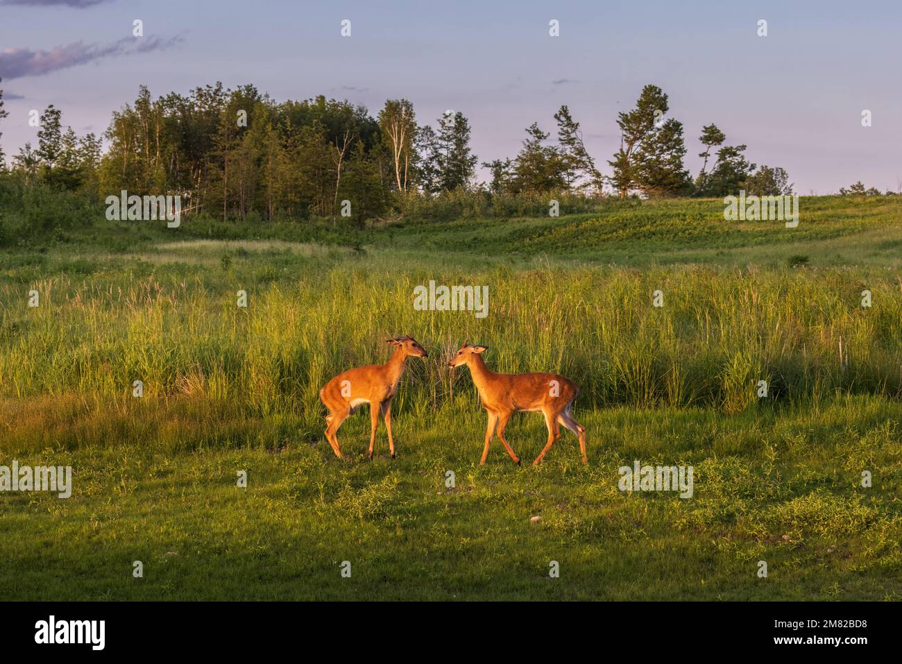 White-tailed bucks having a territorial dispute in a summer field in ...
