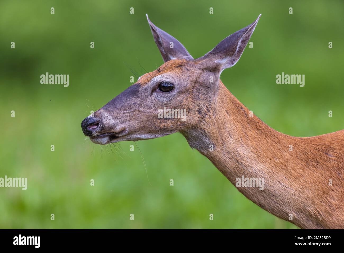 White tailed deer head neck hi-res stock photography and images - Alamy