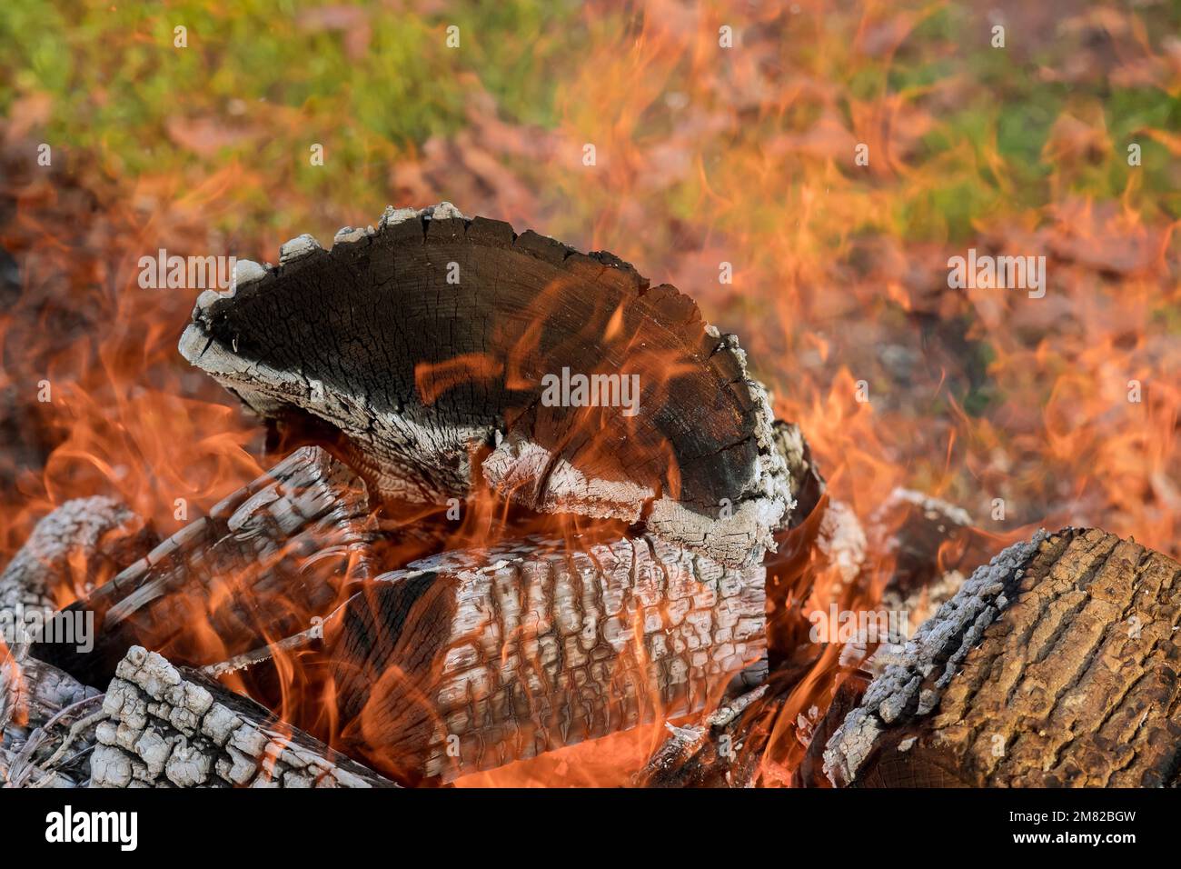 Fire is burning in large bonfire where there large flame of wood fire ...