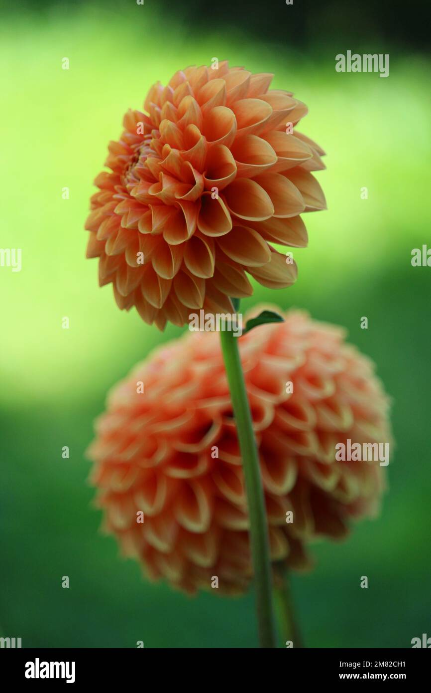 nature of our world Stock Photo - Alamy