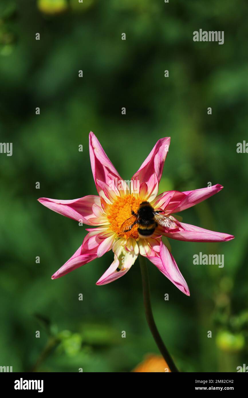 nature of our world Stock Photo - Alamy