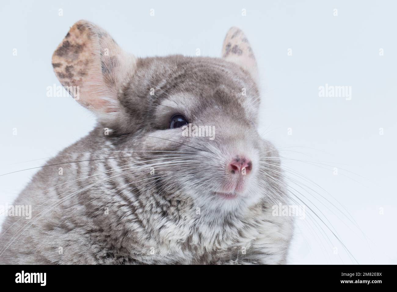 Chinchilla for advertising hi-res stock photography and images - Alamy