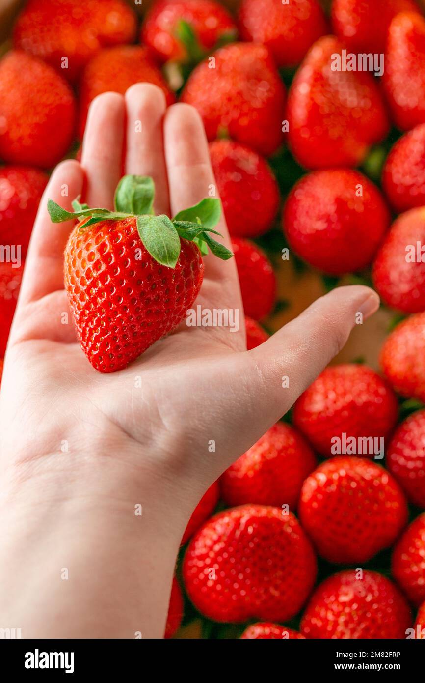 Ripe strawberries in the child hand close-up on a strawberry background ...