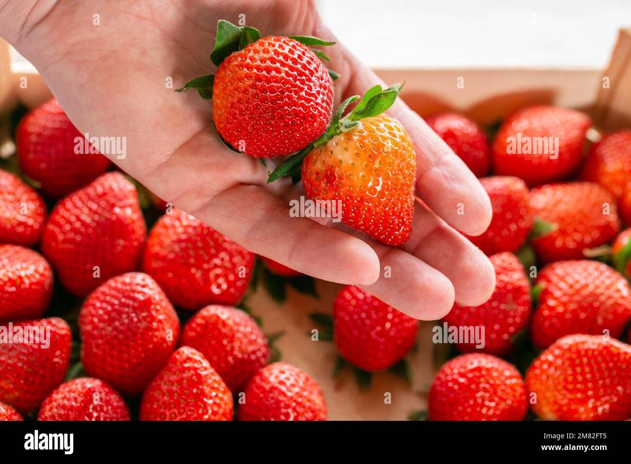 strawberries in the hand close-up on a strawberry background.berry ...