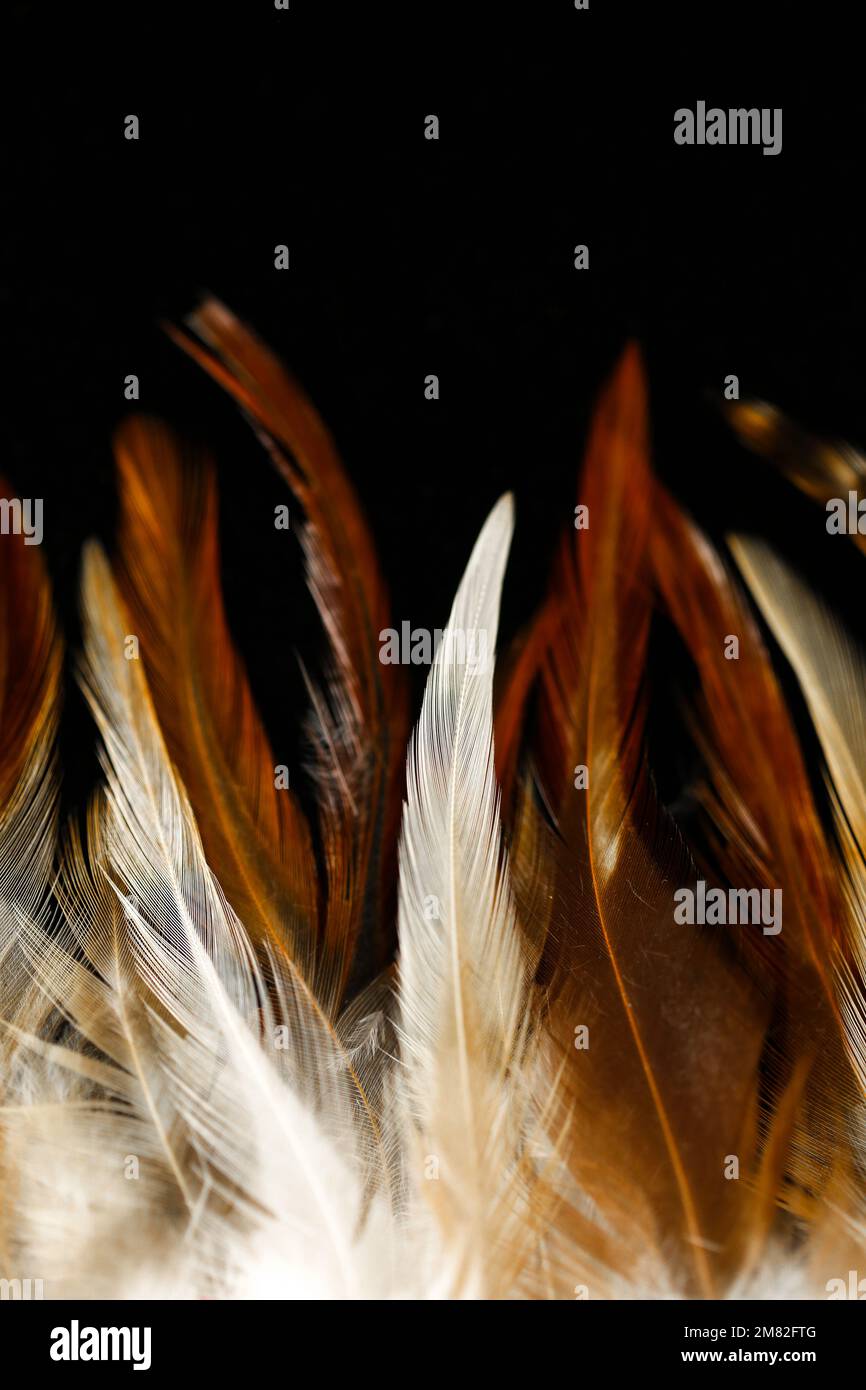 Brown feathers texture on black background.Beautiful wallpaper in brown ...