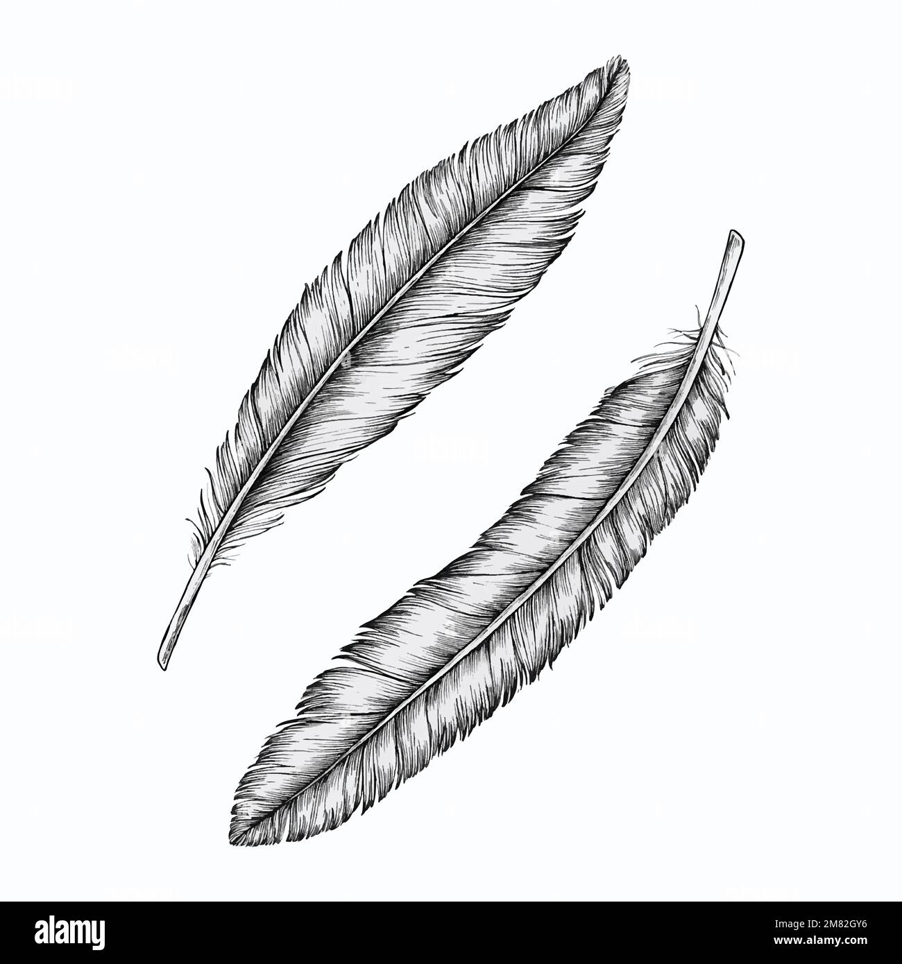 Two hand drawn feathers vector Stock Vector Image & Art - Alamy
