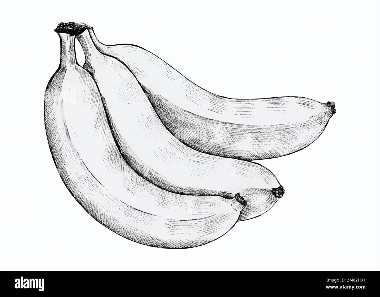 Three hand drawn fresh bananas vector Stock Vector Image & Art - Alamy